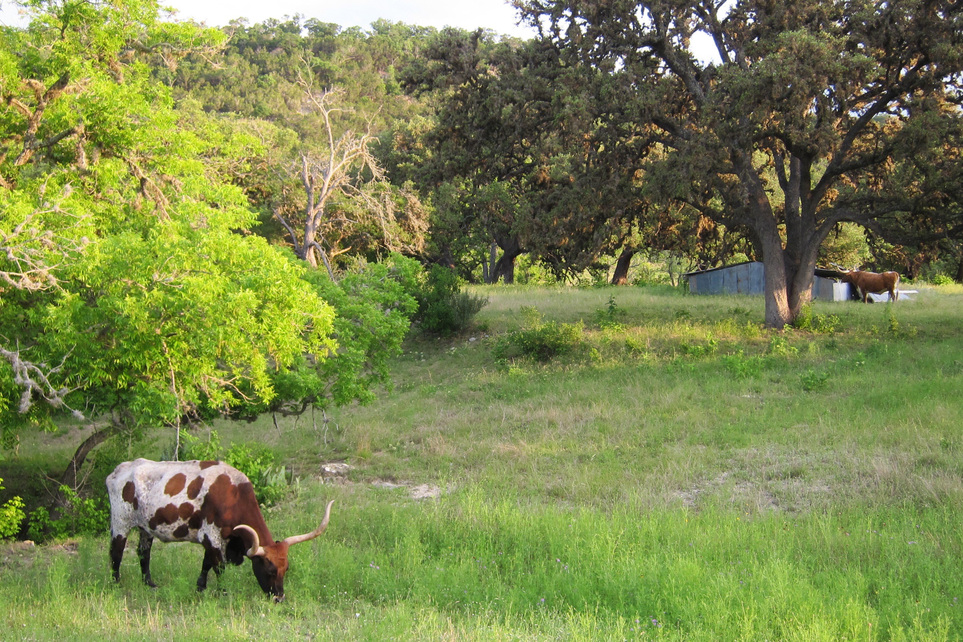 High C's Ranch